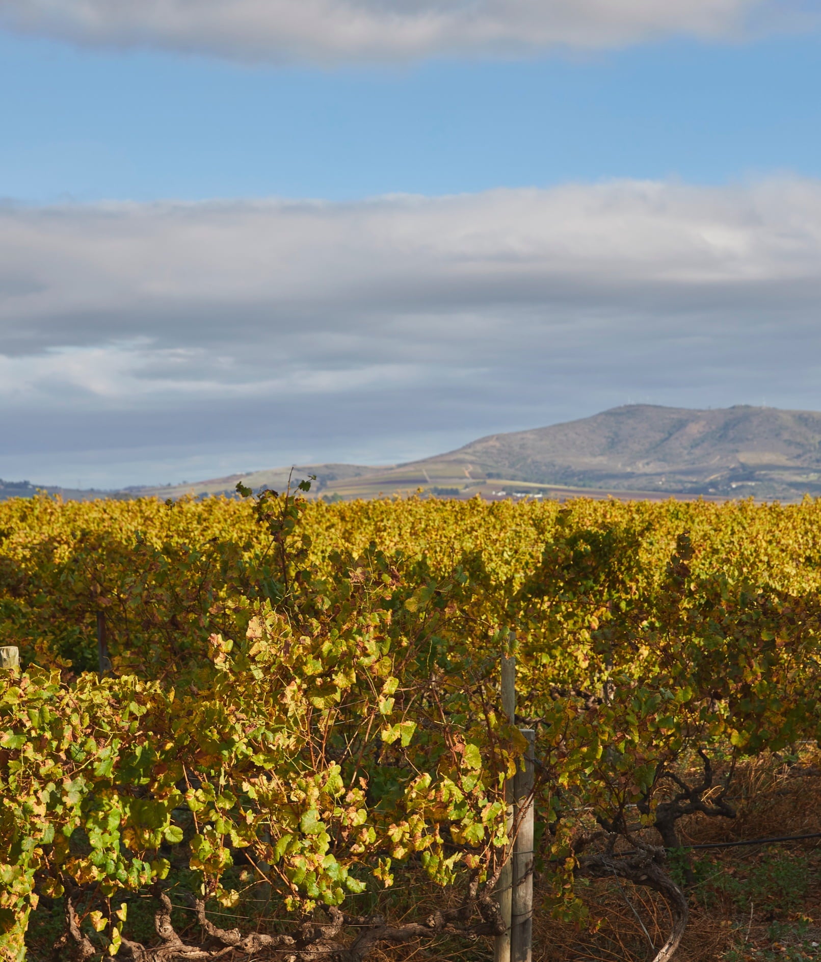 Van Hunks | The Original Sparkling Wine From Cape Town | Shop Online ...